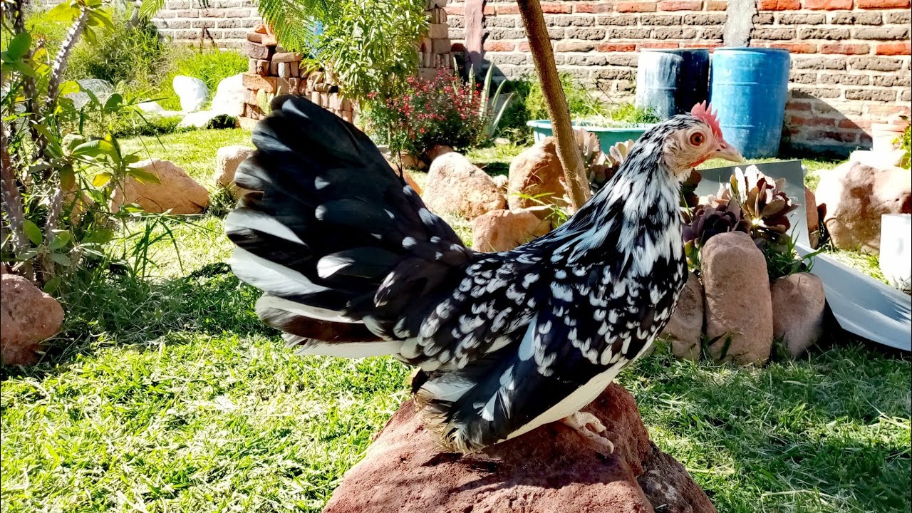 listos para la temporada de Reproducción gallos kikirikis, Miniatura ...