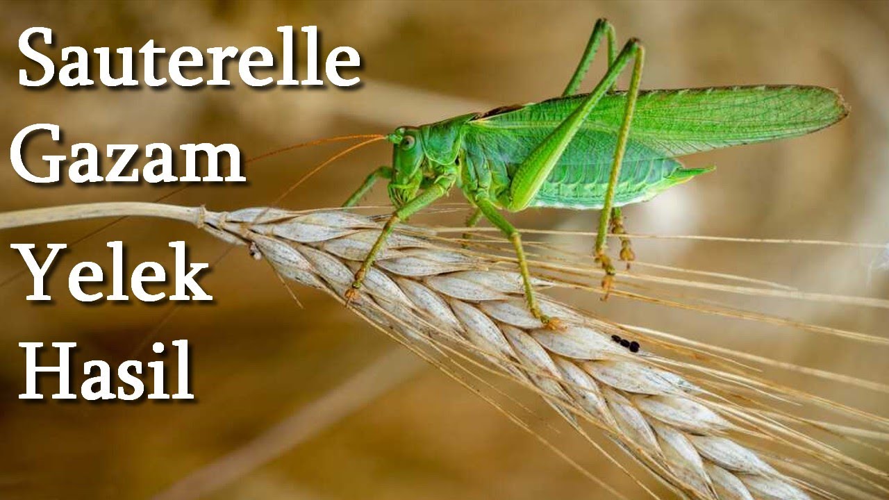 Le Gazam, la Sauterelle, le Yelek et le Hasil (WIlliam Branham) - YouTube