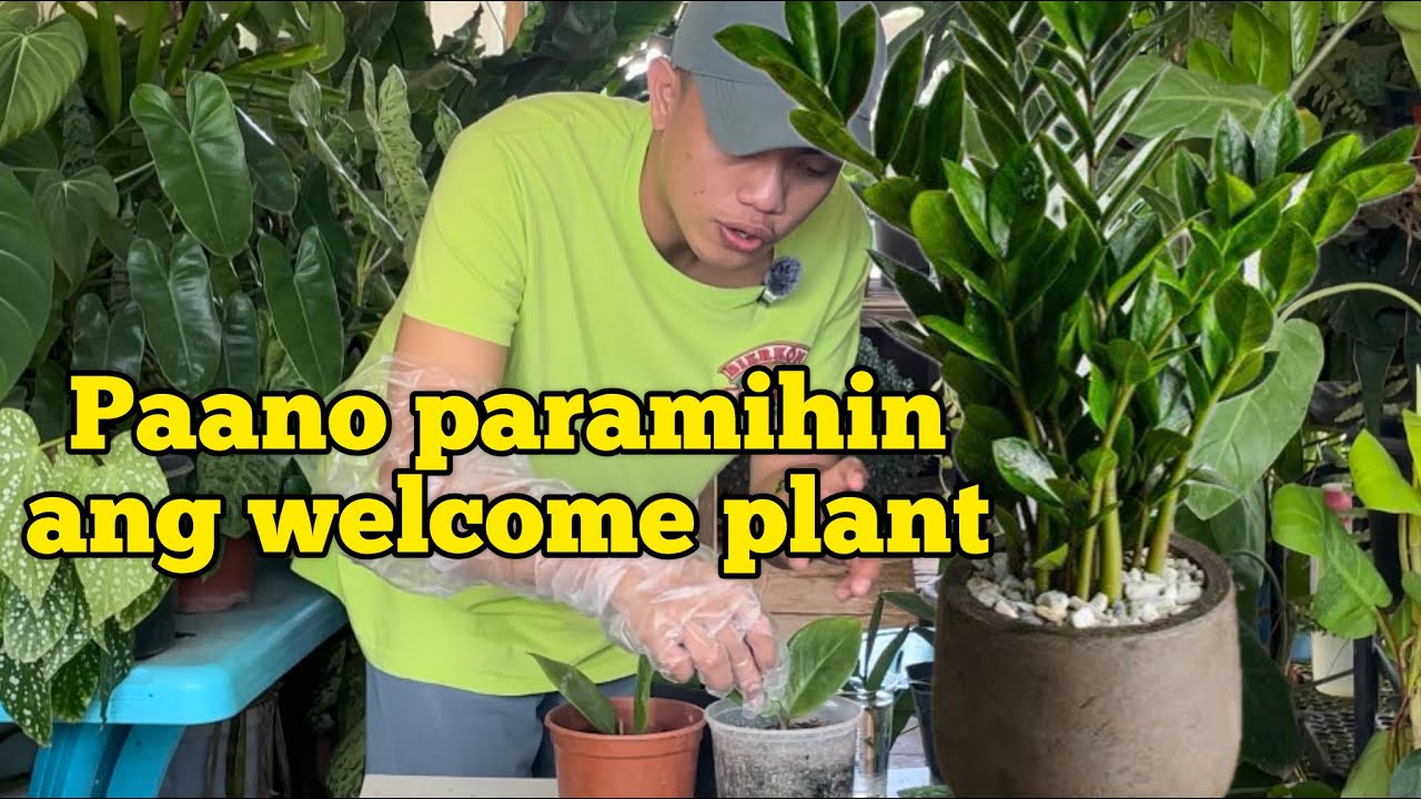 PAANO PARAMIHIN ANG ISANG WELCOME PLANT | lucky plants - YouTube