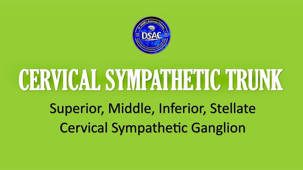 Cervical Sympathetic Chain | Trunk | Superior Middle and Inferior ...