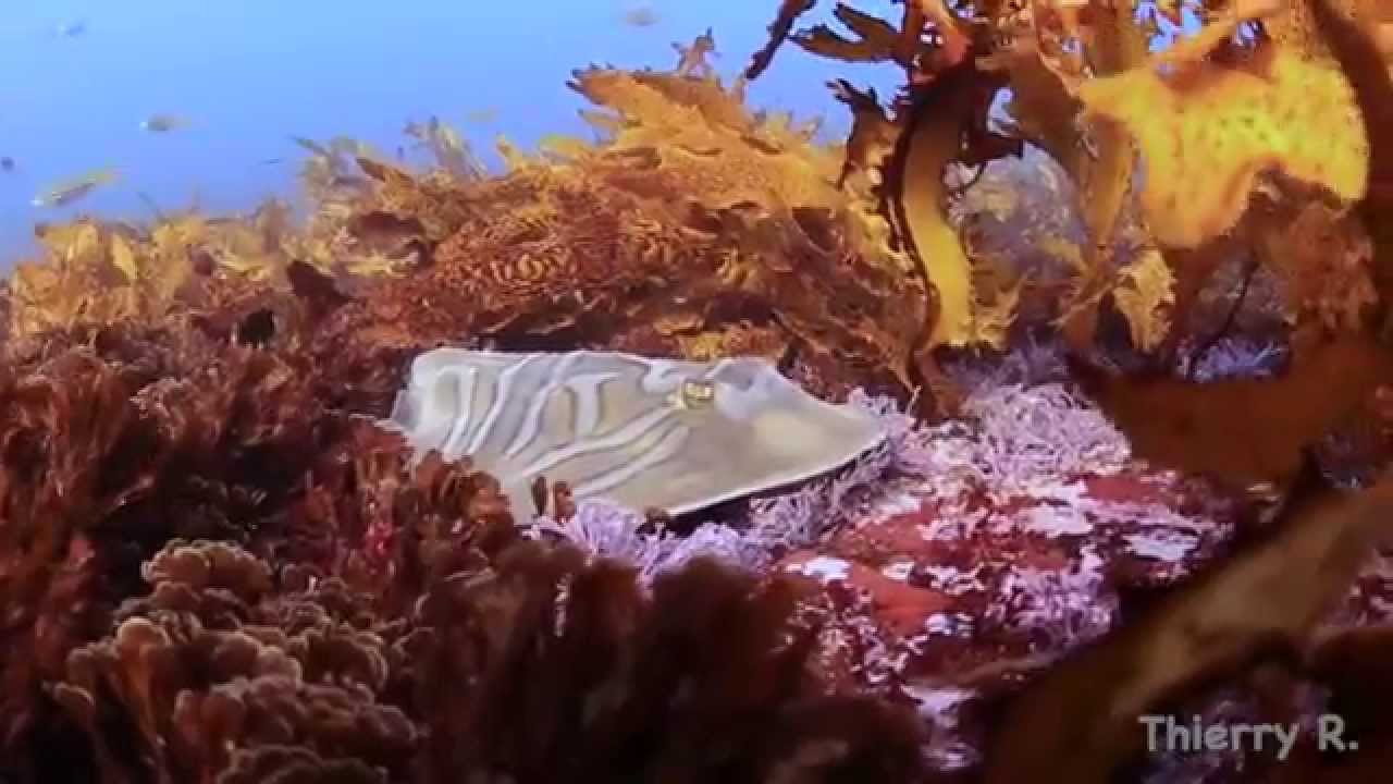 Eastern Fiddler Ray, Trygonorrhina fasciata, Shark Point, Sydney ...