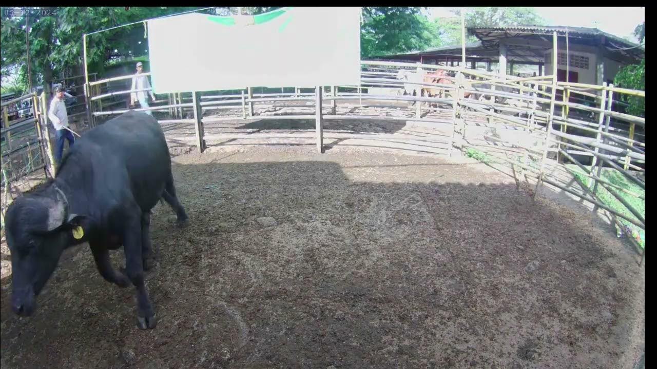 Lote Nro. 357 - YouTube