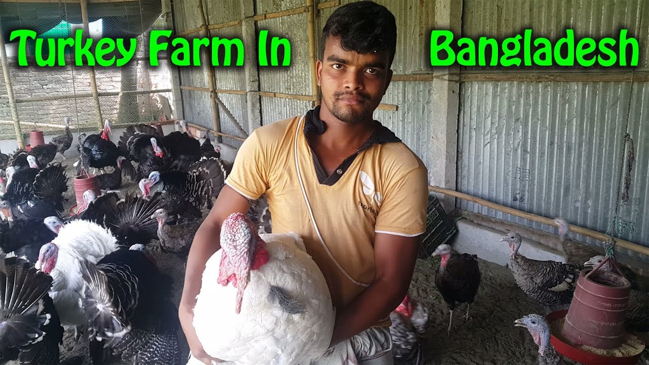 Turkey Farm in Bangladesh 2018 - Turkey chickens earn millions of ...
