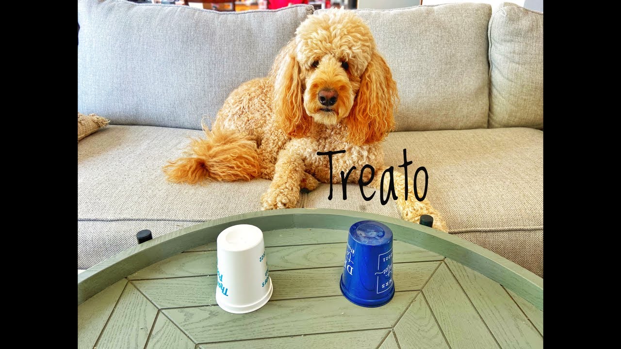 Dog playing shell game (🔴LIVE) - YouTube