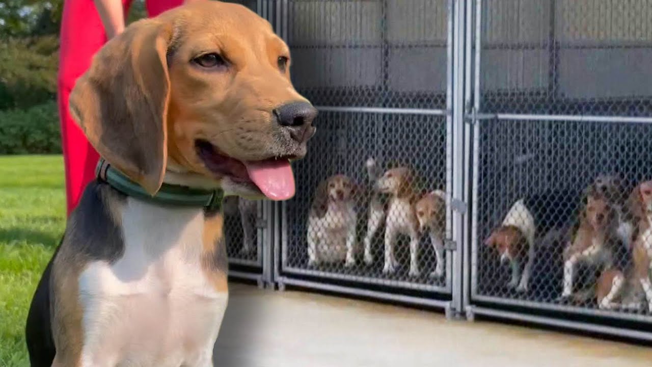 Who Adopted the Beagles Rescued From Breeding Facility? - YouTube