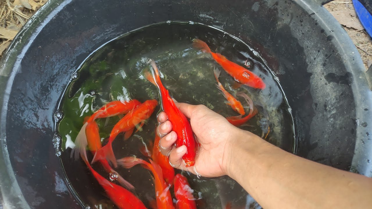 Panen ikan komet jumbo full warna merah di kolam terpal - YouTube