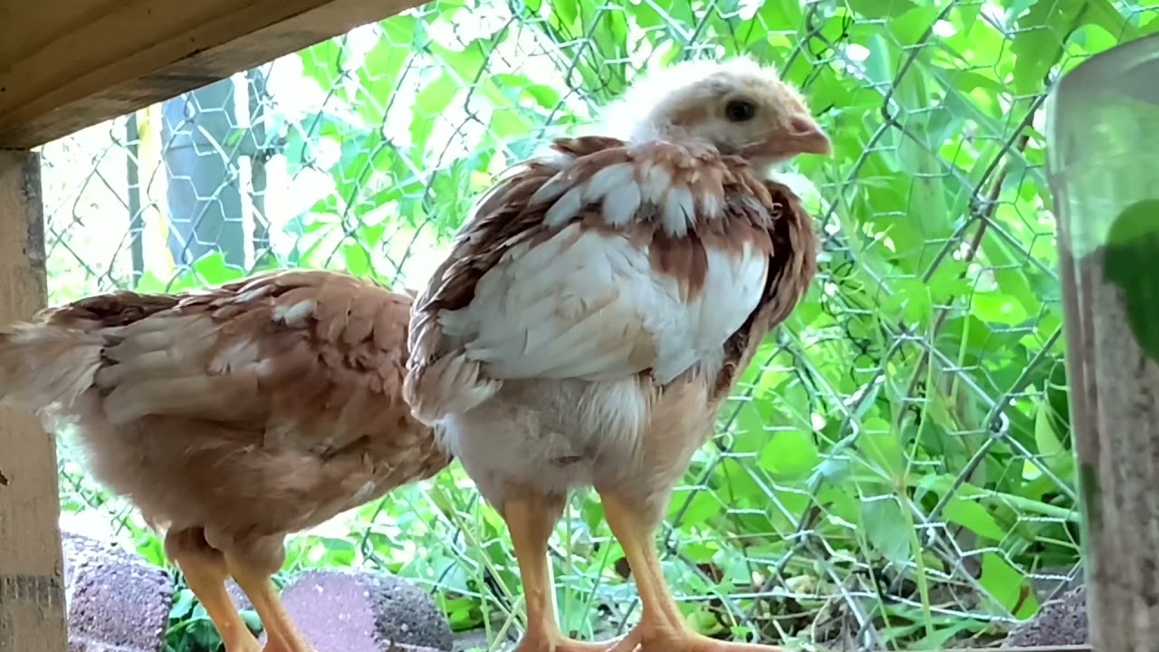 4 week old CHICKS Isa Brown Chickens - YouTube