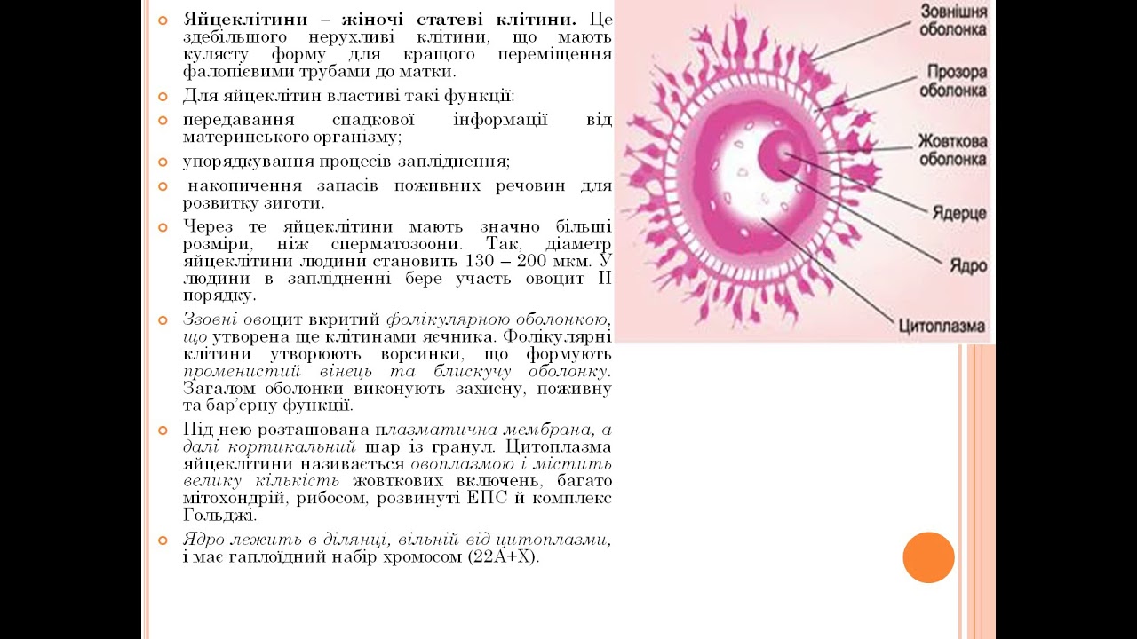 СТАТЕВІ КЛІТИНИ ЛАБОРАТОРНА РОБОТА 3 ВИВЧЕННЯ БУДОВИ СТАТЕВИХ КЛІТИН