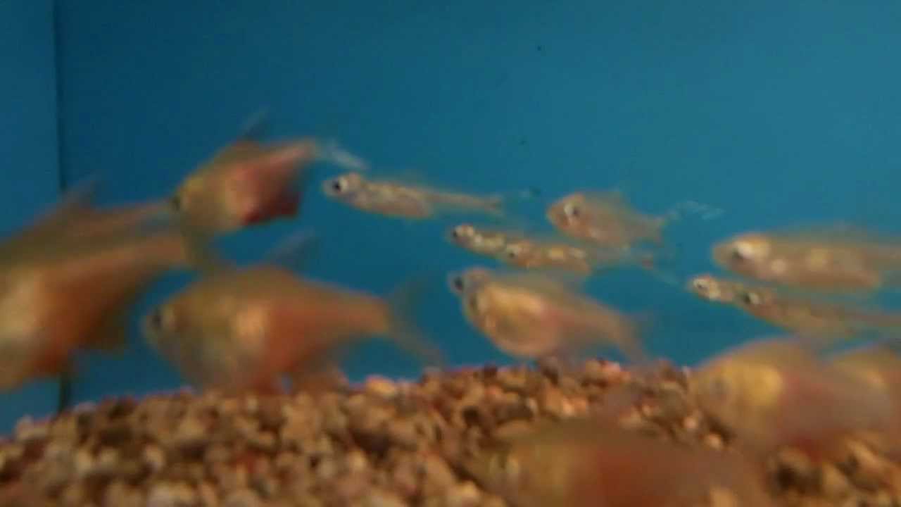 orange von rio flame tetra & rasboras avail now! - YouTube