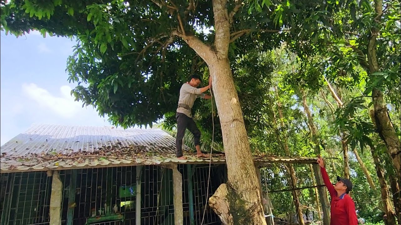 Cưa cây Xoài siêu khủng, siêu khó / Sawing a Mango tree is super huge ...