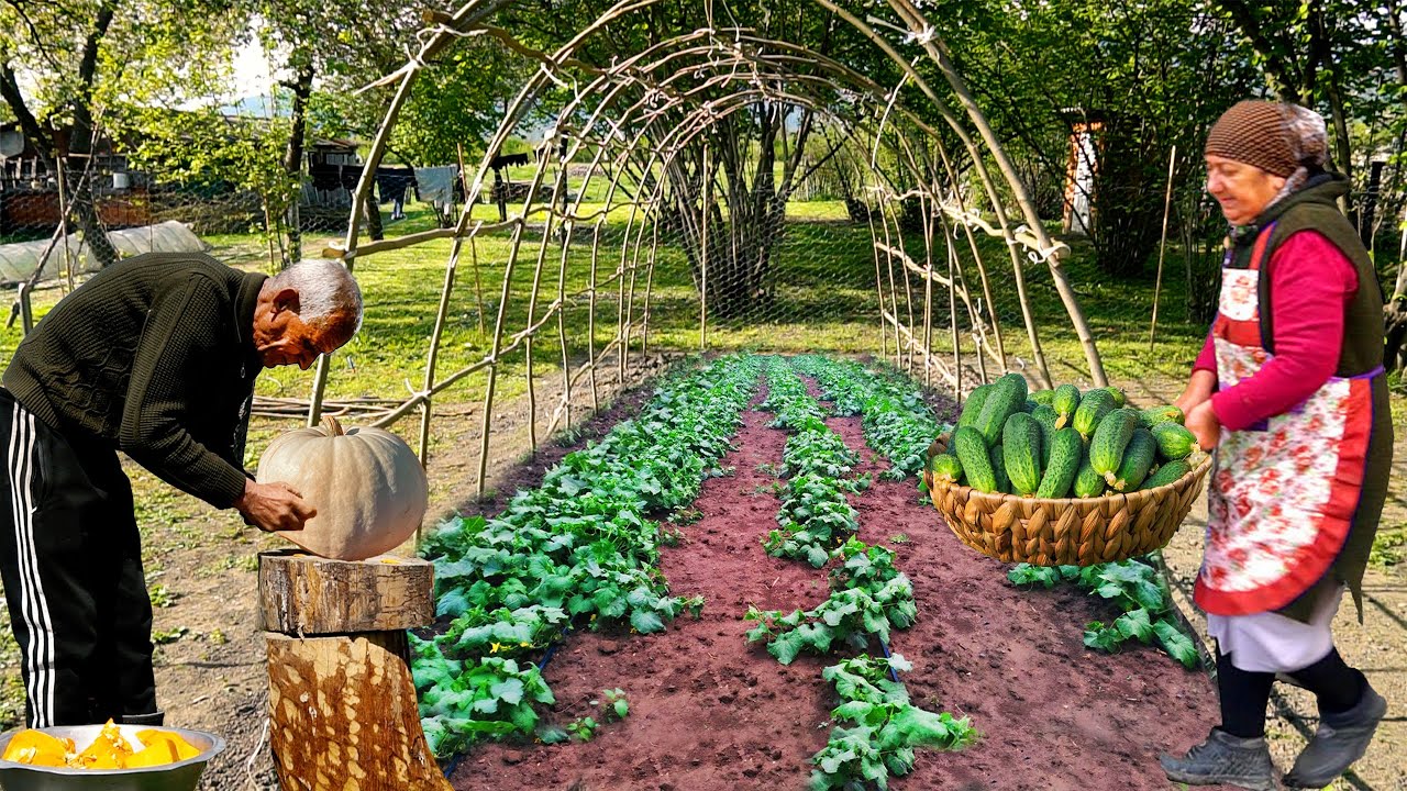 How to Grow Cucumbers from Seed in Greenhouse - Pumpkin Pilaf with ...