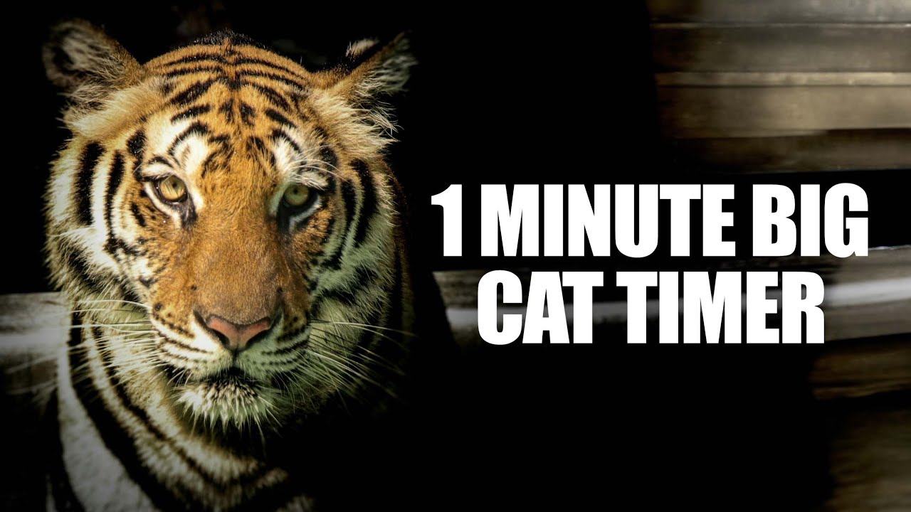 1 Minute Timer - One Minute Big Cat Timer - Tiger Growling Alarm Sound ...