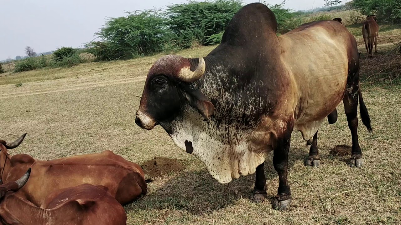sale Gir bull.8128813261 - YouTube