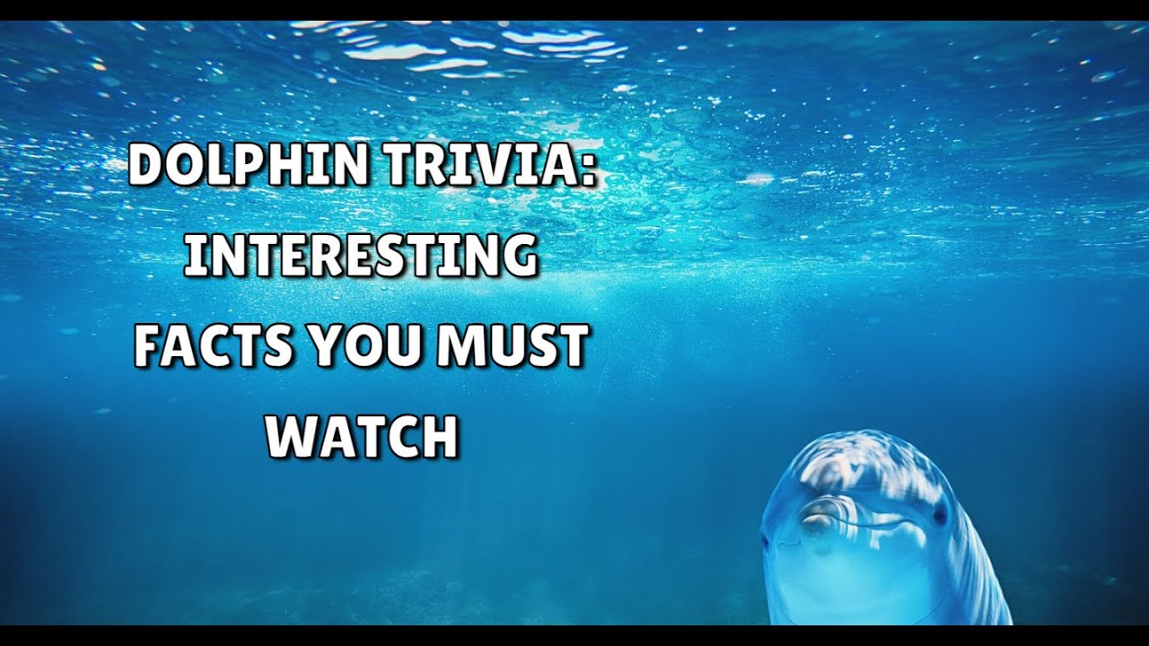 Dolphin Trivia: Interesting Facts You Must Watch - YouTube