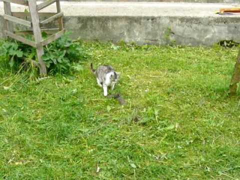 Cat chasing a bird - YouTube