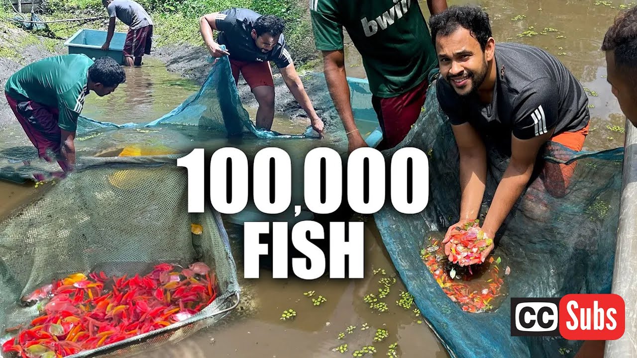 Catching 100,000 Glo Fish | Pet Talk - YouTube