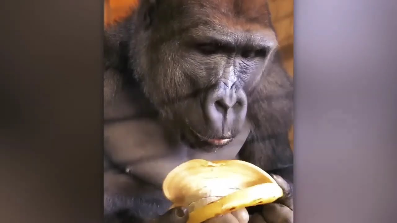 100 Most Unbelievable Moments Ever Caught on Camera - YouTube