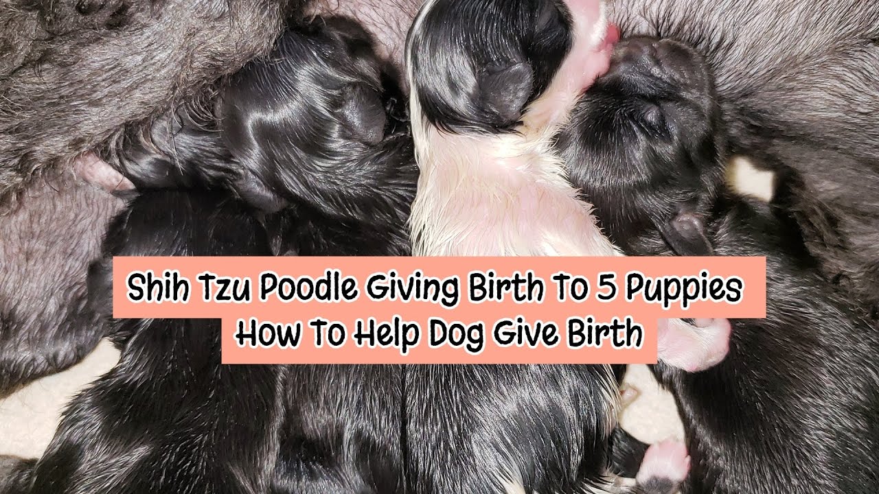 Shih Tzu Poodle Giving Birth To 5 Puppies - How To Help Dog Give Birth ...