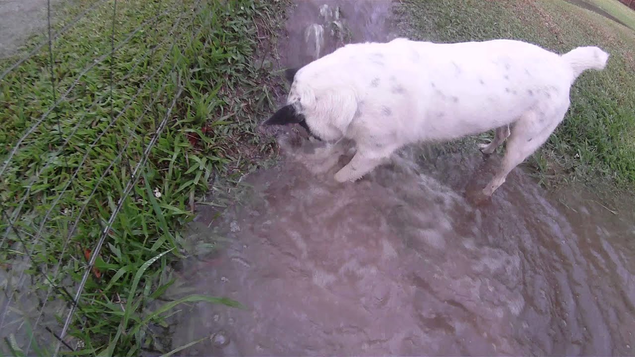 Dog Attacks Water - YouTube