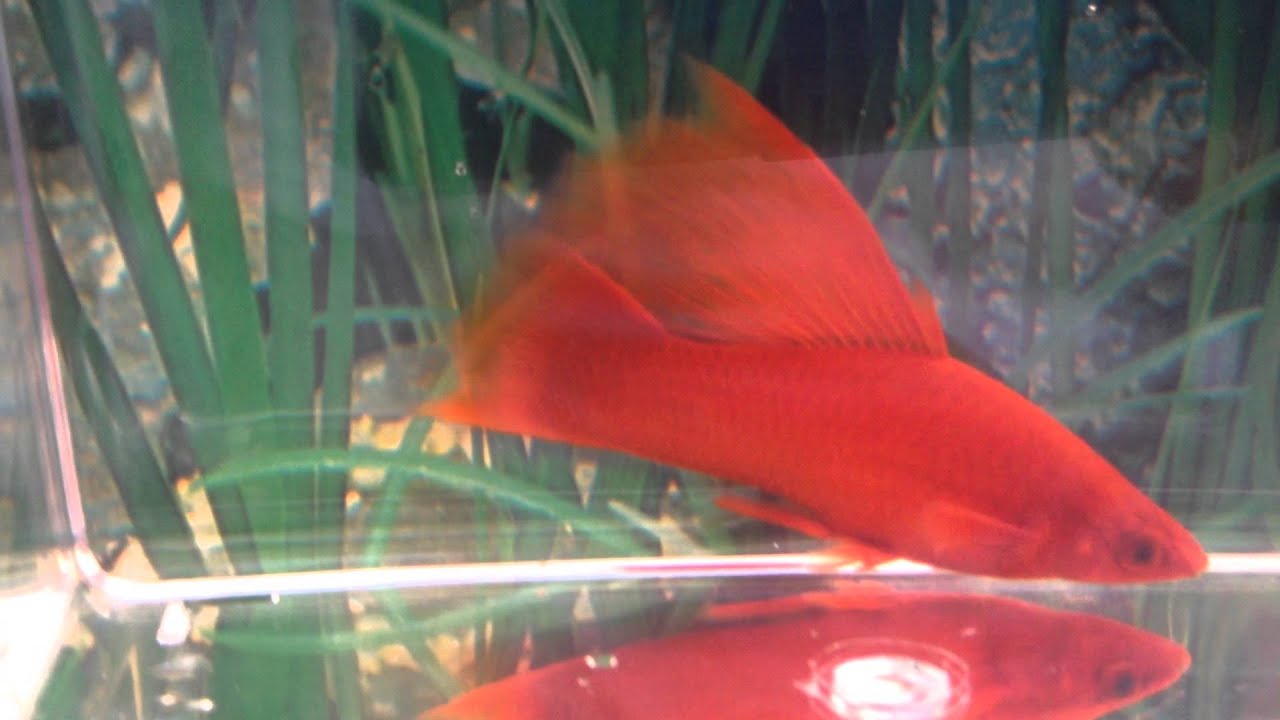 Hi-fin "ruby red" male swordtail - (07/25/2015) - young adult ♂ - YouTube