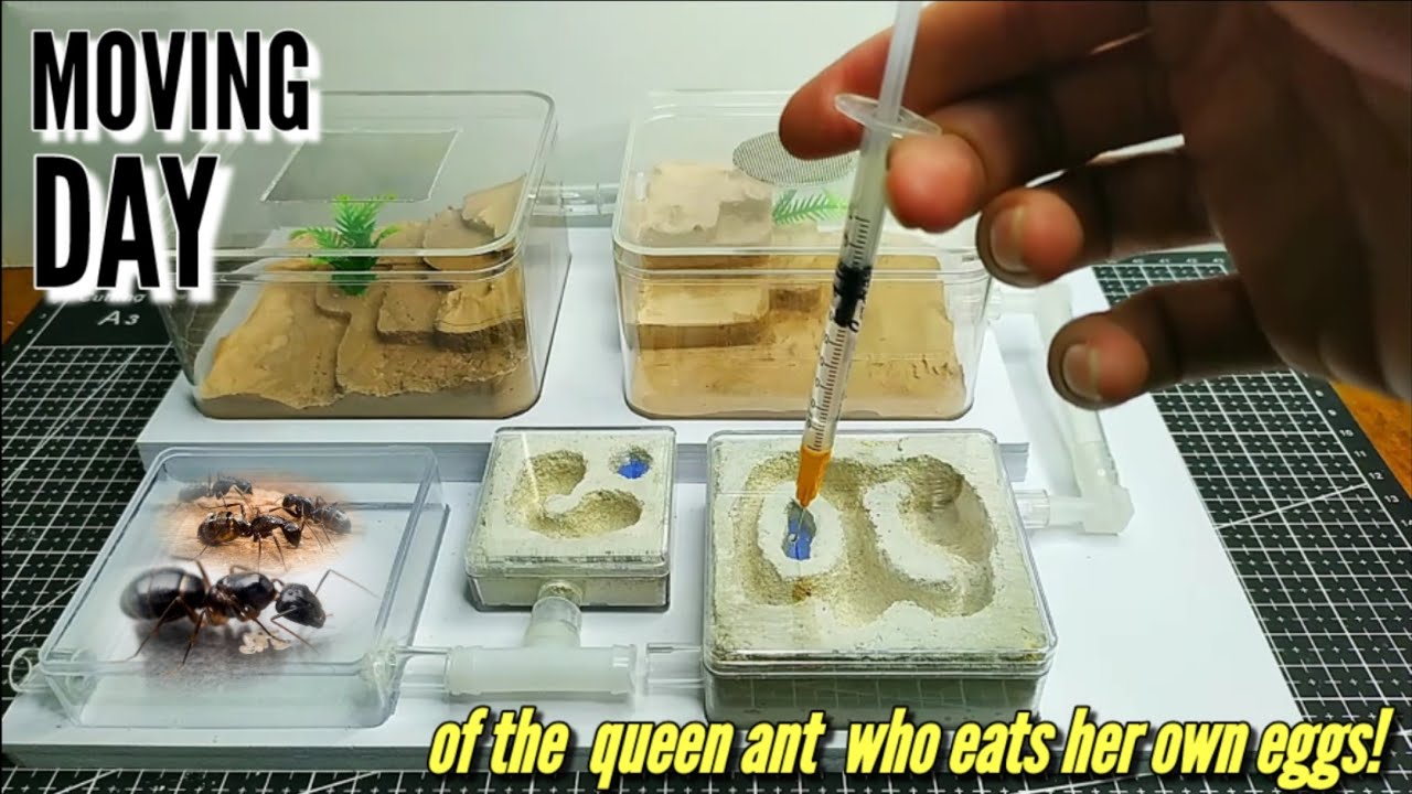 MOVING ANT COLONY TO THEIR FIRST EVER ANT FARM | D colony - YouTube