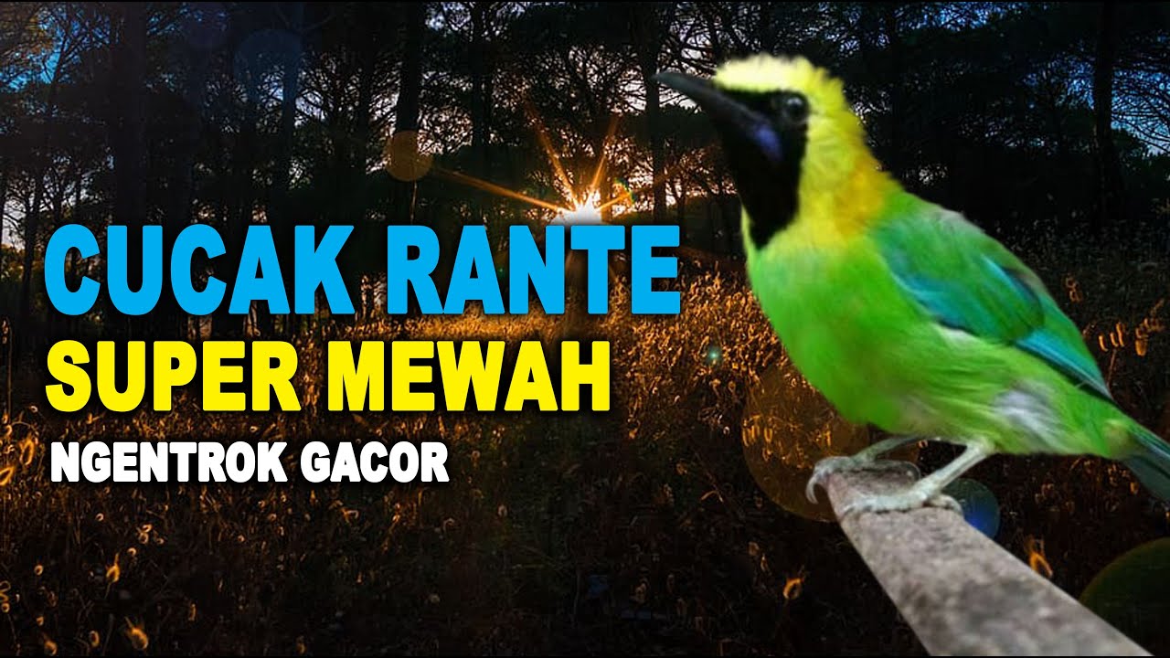 Burung Cucak Rante / Ranting Gacor Ngentrok - YouTube