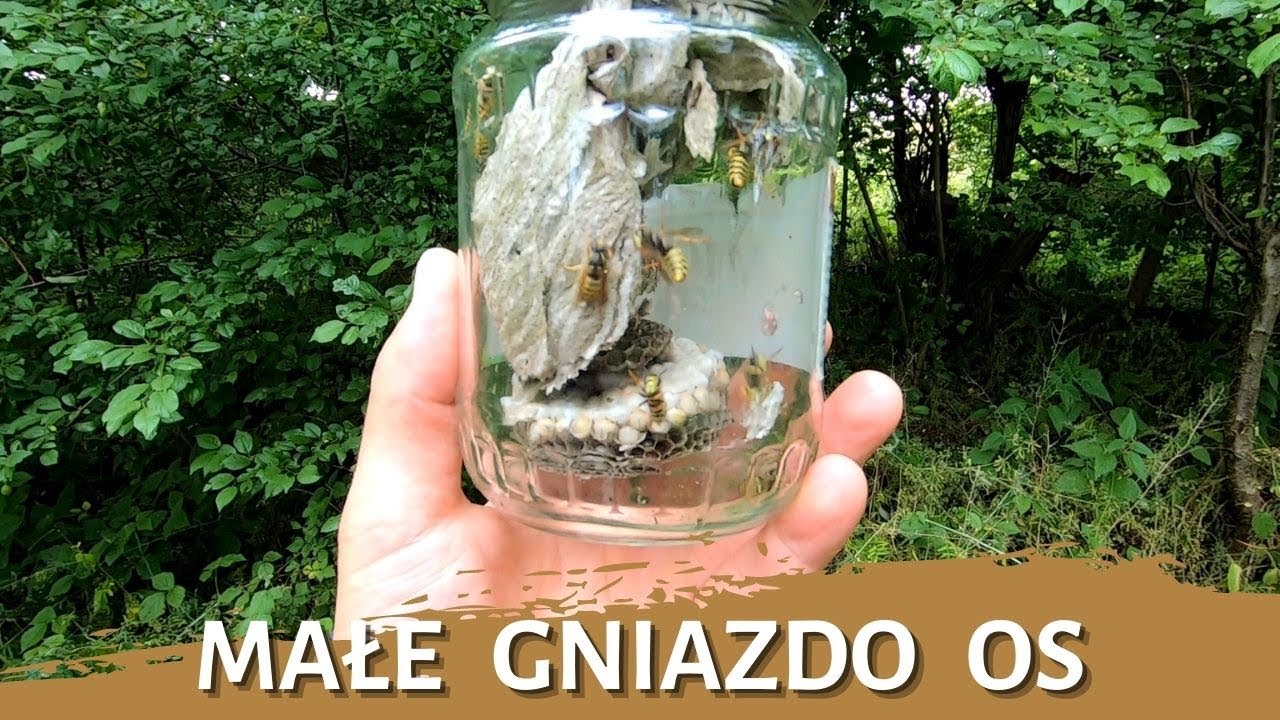 Małe gniazdo os - usuwanie gniazda os - całkowita likwidacja gniazda ...