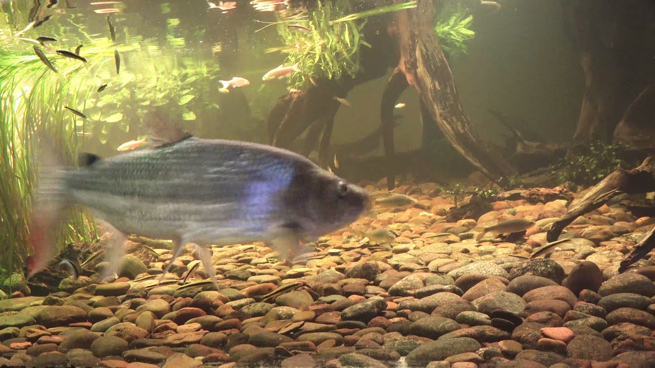 how a goliath tigerfish teach a 5-6 inch fin sucker a lesson - YouTube