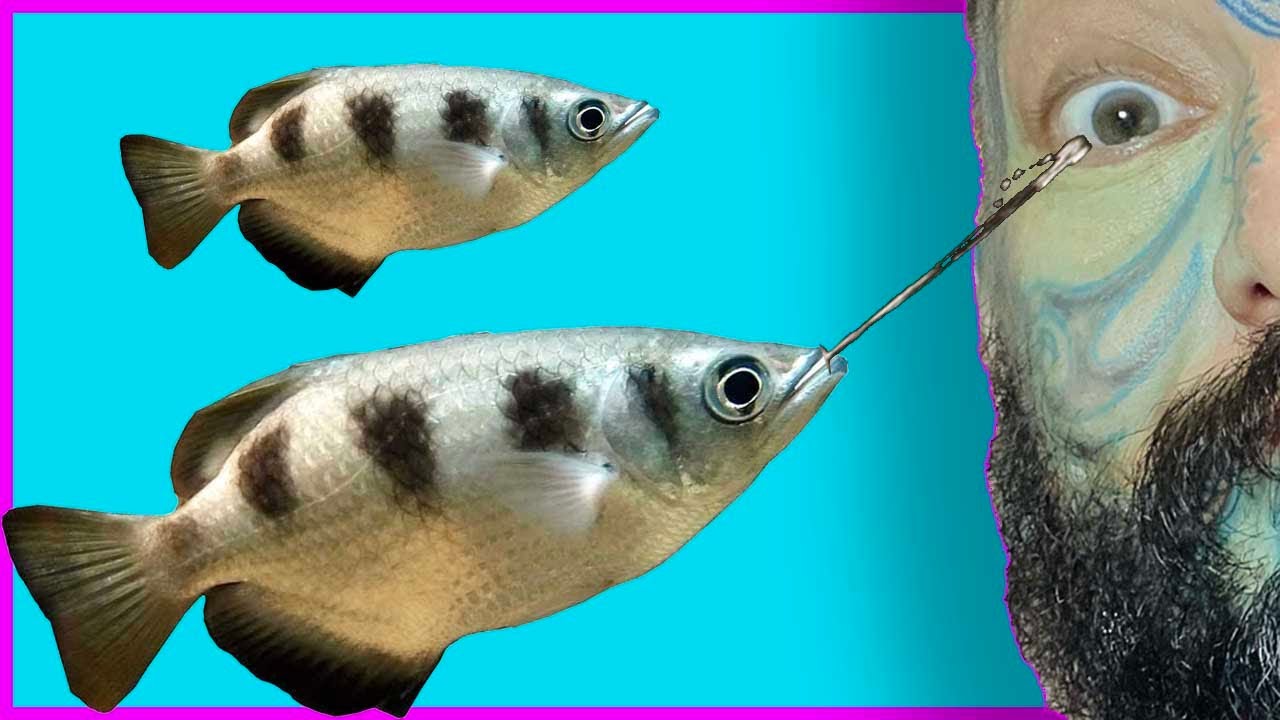 ARCHERFISH in Aquariums! *UNBOXING WEIRD TROPICAL FISH* **These Fish ...