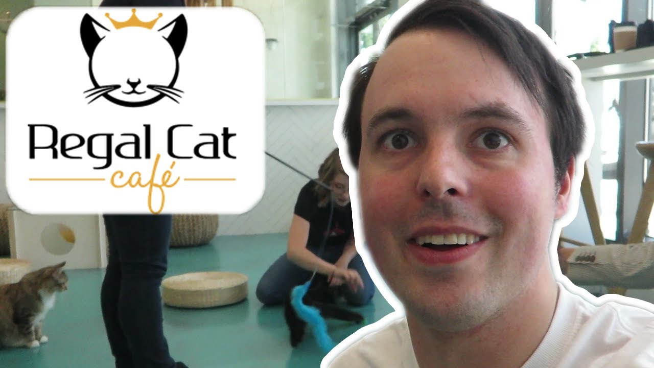 Regal Cat Cafe Calgary #YYCtube - YouTube