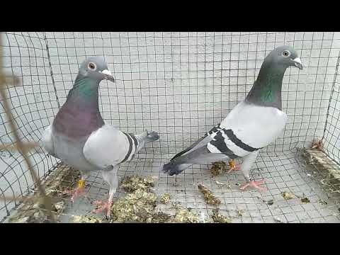 racing homer pigeon Mysore Karnataka - YouTube