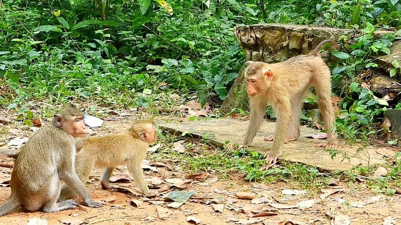 really awesome, Rainbow monkey leads little monkeys to force with ...