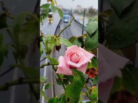 BENEFŞE -III. / Ferhâd Fânî