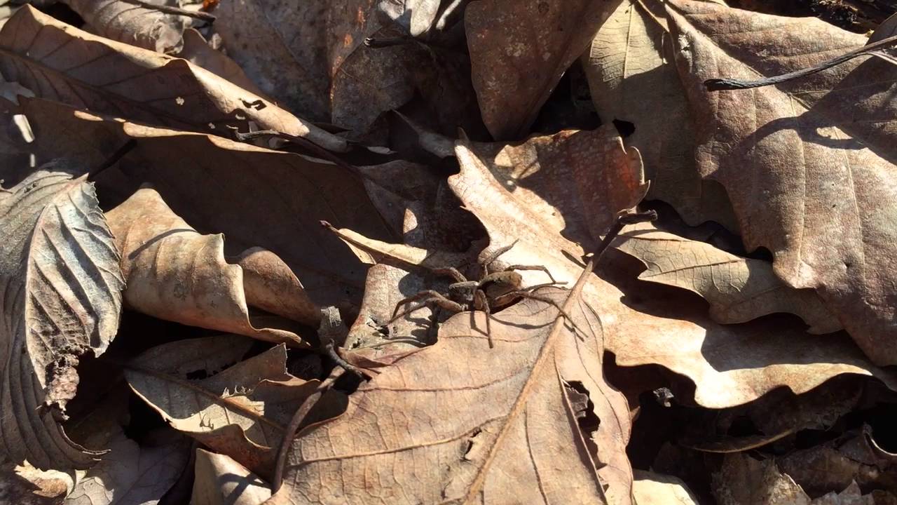 Spider Purring (3) - YouTube