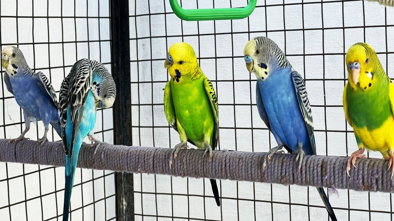 The Ultimate Budgie Soundtrack: Happy Bird Chirps - YouTube