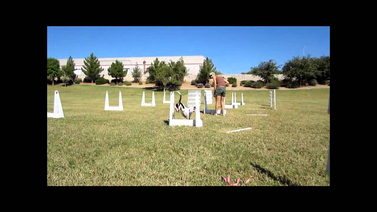 Flyball Training/Practice - YouTube