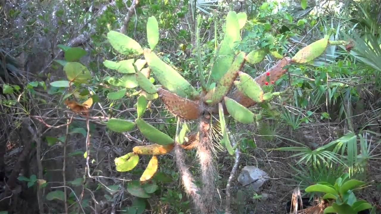 Consolea corallicola, at Finca Cyclura, Big Pine Key - YouTube