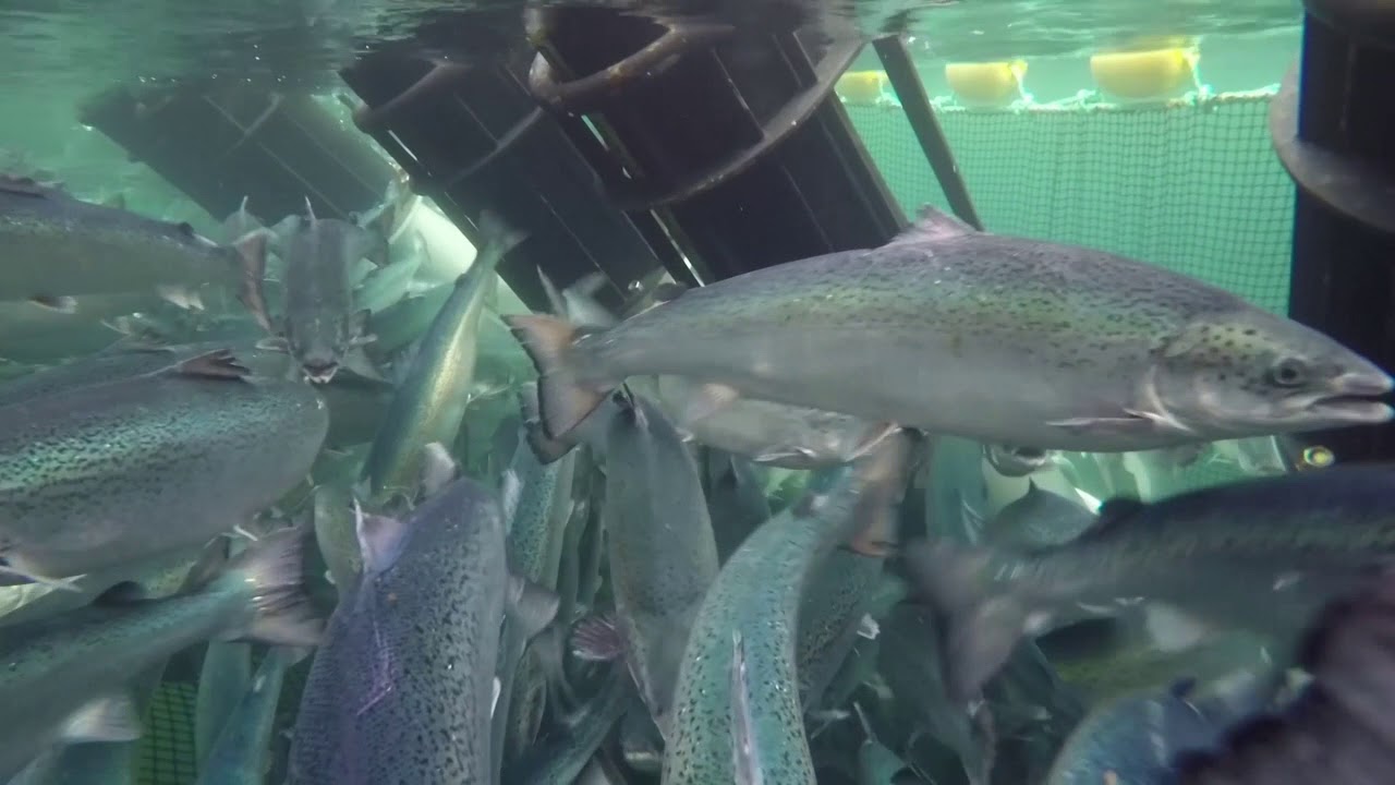 Hydrolicer - YouTube