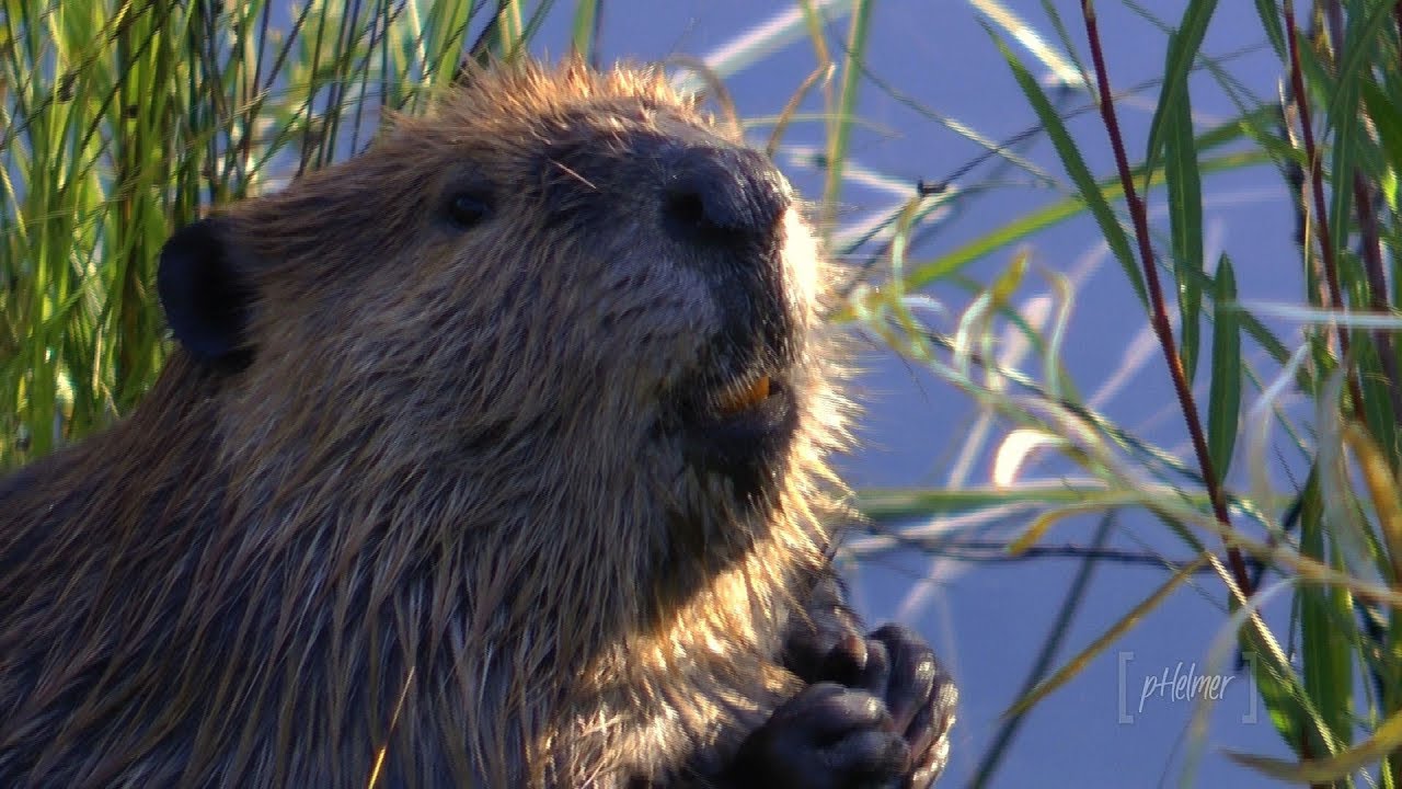 Smiling Beaver - YouTube