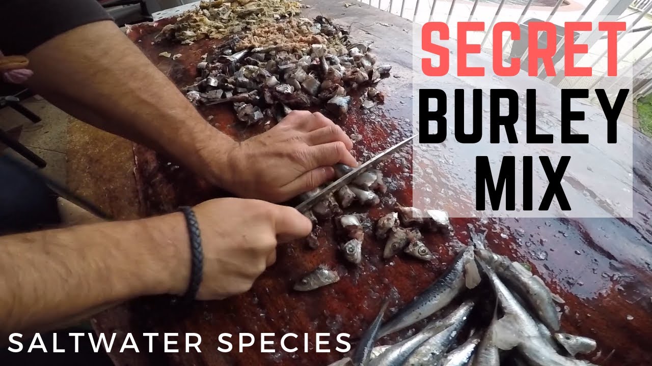 How To Make Burley - Saltwater Species - YouTube