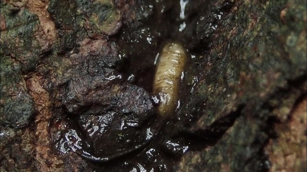 Rat-tailed hoverfly larva - YouTube