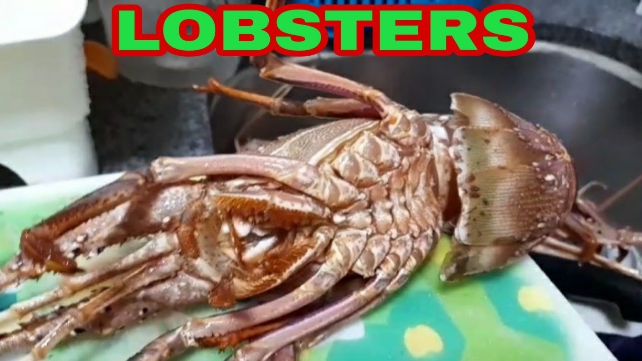 Lobsters and lapu lapu fish our dinner. - YouTube