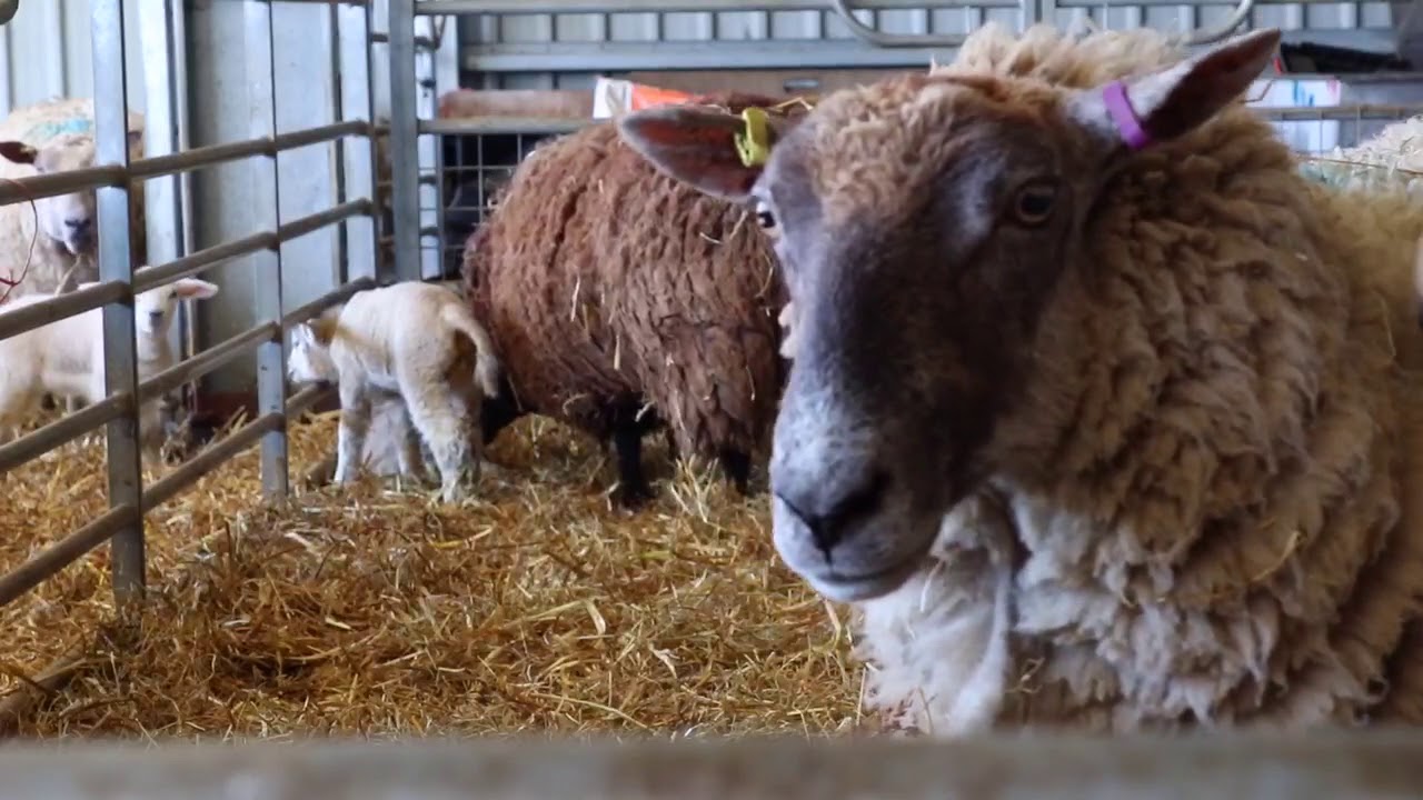 spring time at Lockey,Farm - YouTube