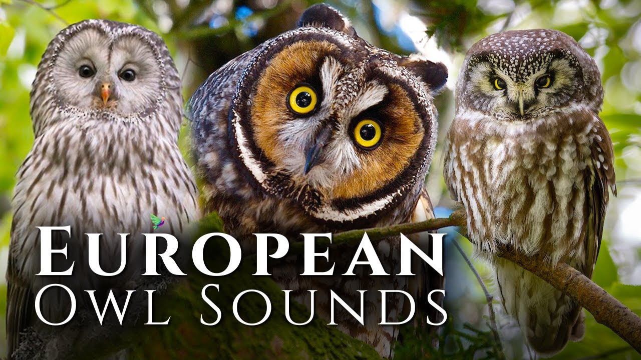 The Best Owl Sounds🦉European Owl Sounds - Meet 10 European Owls and ...
