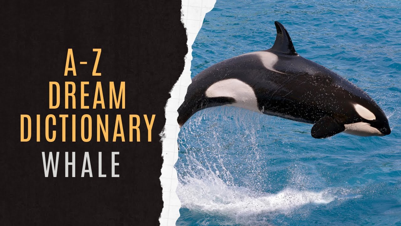 Dreaming About Whale | Whale Dream Symbolism | Whale Dream | Whale Dreams Explained - YouTube