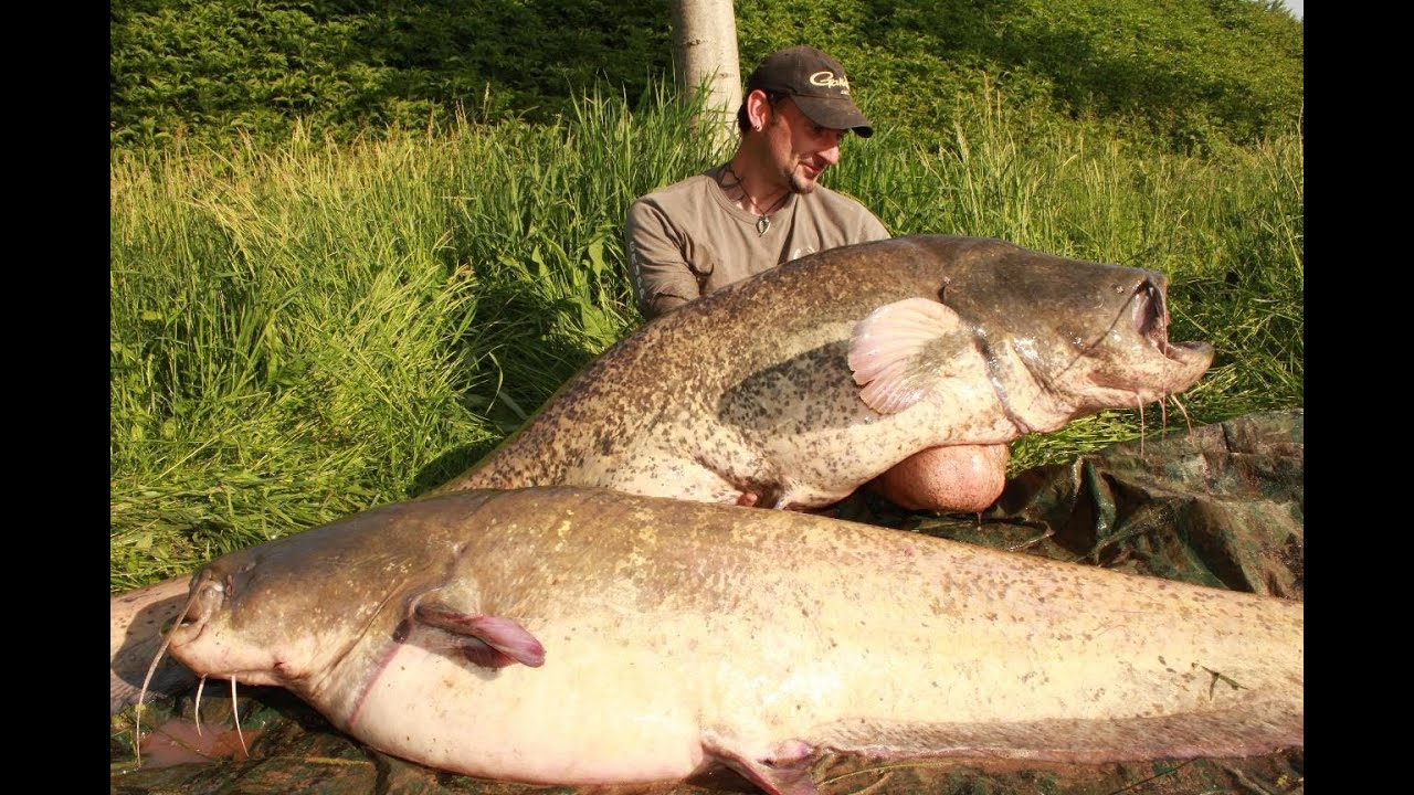 Monster Catfish Lake Tahoe