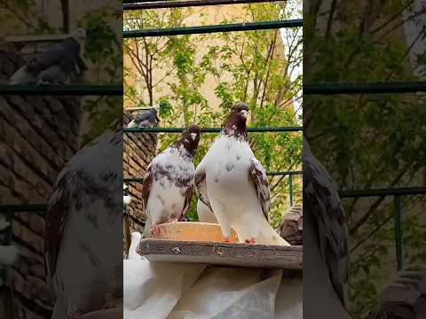 iran cinsi göyərçinlərin gözəlliyi #pigeon #bakiquslari #bakigoyercinleri#goyercin#kaftar #göyərçin