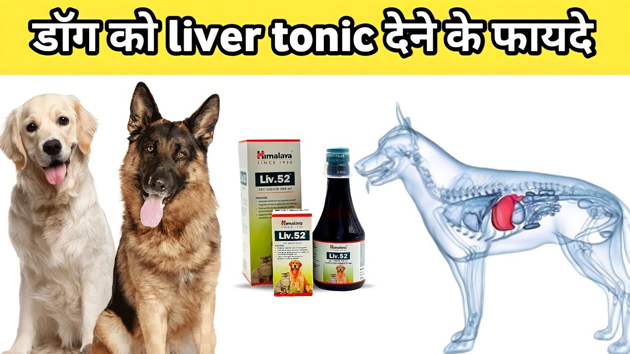 Dog ko liver tonic dene ke fayde/ Benefits of giving liver tonic to dog ...