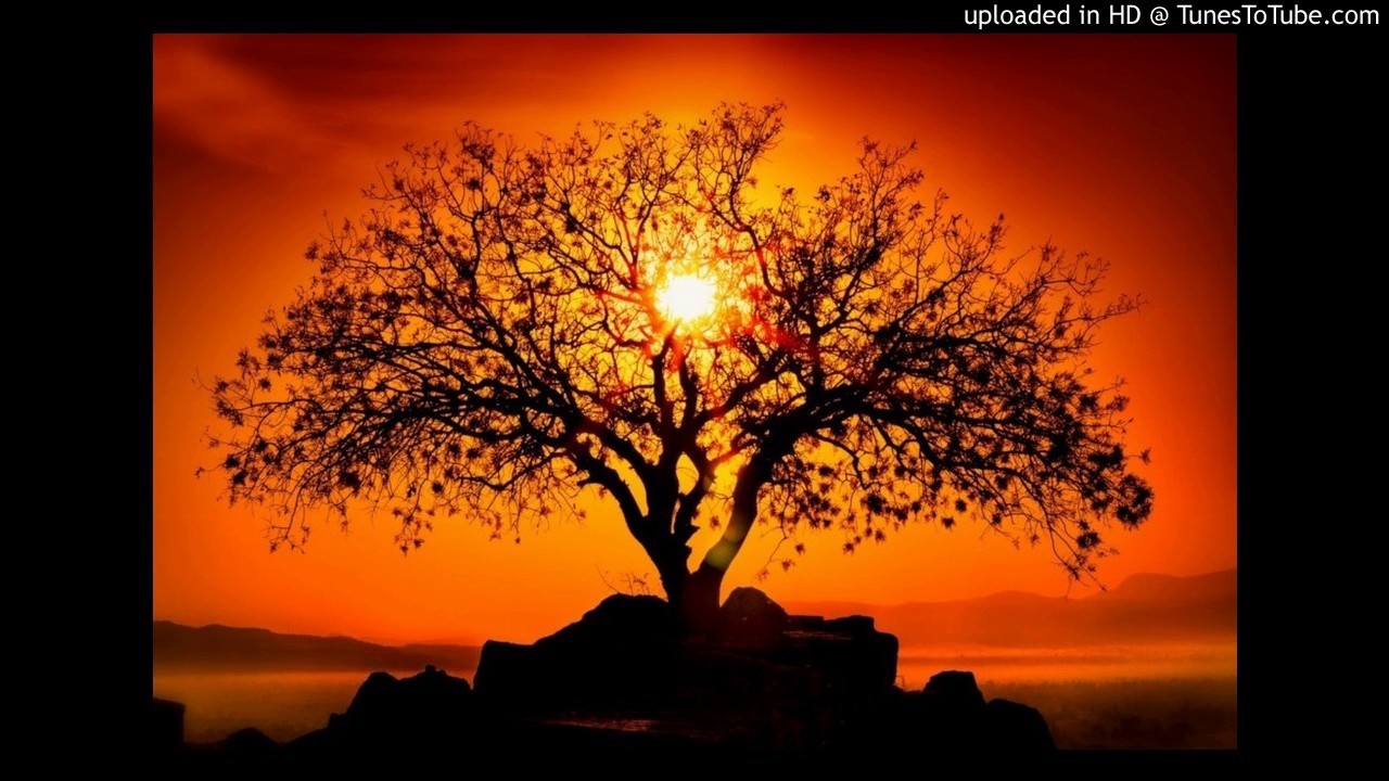 Méditation guidée- L'Arbre de Vie - YouTube