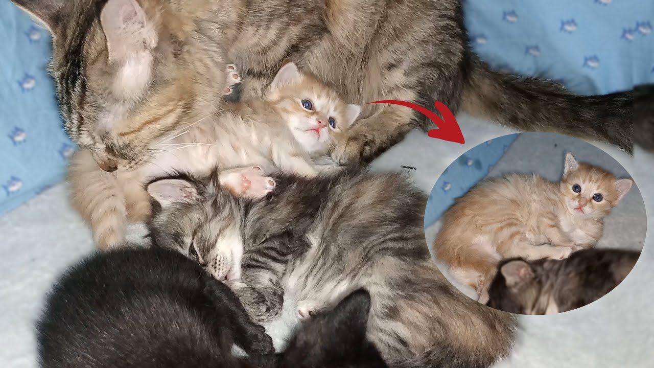 Mom Cat Cleans the Butt of Cute Kitten Fighting with Tiny Rescued ...